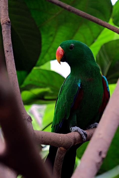 Parrot Eclectus Green Free Photo On Pixabay Pixabay