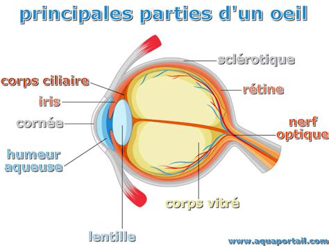 Humeur Aqueuse Définition Et Explications Aquaportail
