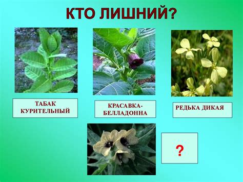 Класс Двудольные Семейства Пасленовые Мотыльковые Бобовые и