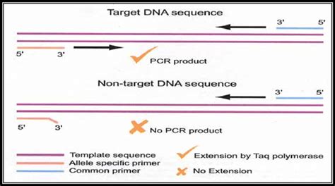 The Amplification Refractory Mutation System Arms Stephen 2002 Download Scientific Diagram