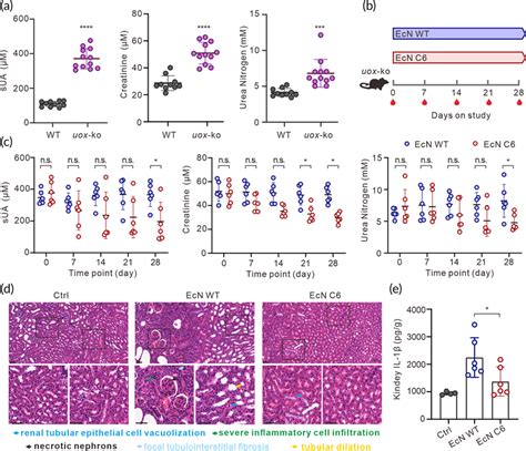 Effects Of Ecn C6 Treatment On Hyperuricemia Symptoms In A Uox‐ko Mouse