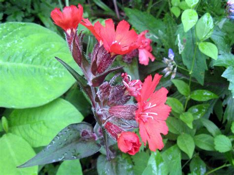 Matsumoto Sennou Lychnis Sieboldii Flower Database