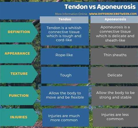 Diferencia Entre El Tendón Y La Aponeurosis Prodiffs