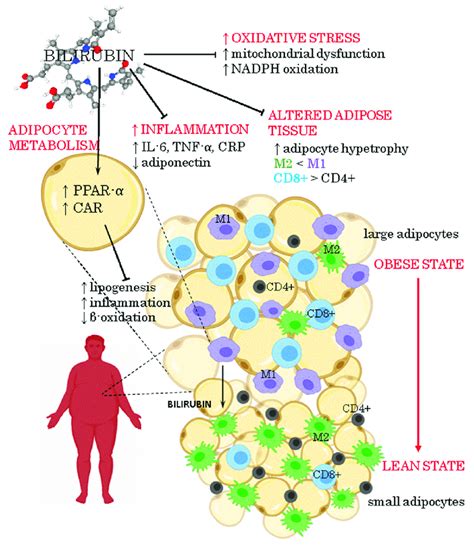 Pleiotropic Effects Of Bilirubin On Obesity Download Scientific Diagram