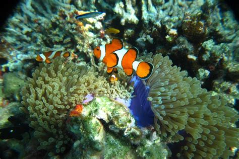 Similan Islands By Speed Boat Royal Vacation
