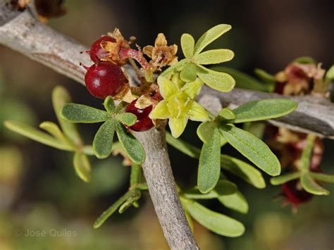 Rhus Pentaphylla