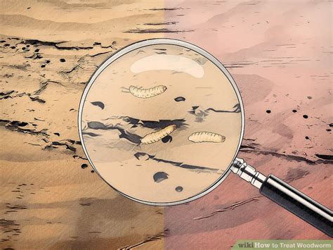3 Ways To Treat Woodworm Wikihow
