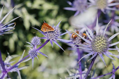 아름다운 오렌지 나비와 꿀벌 위에 Eryngium Alpinum 고산 바다 홀리 고산 Eryngo 또는 알프스의 여왕 가족