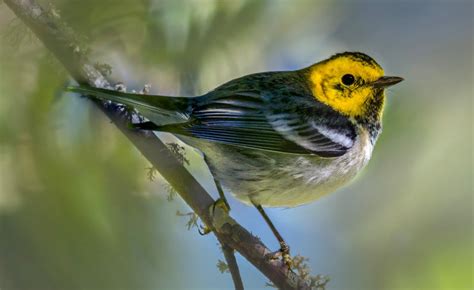 Hermit Warbler Mexican