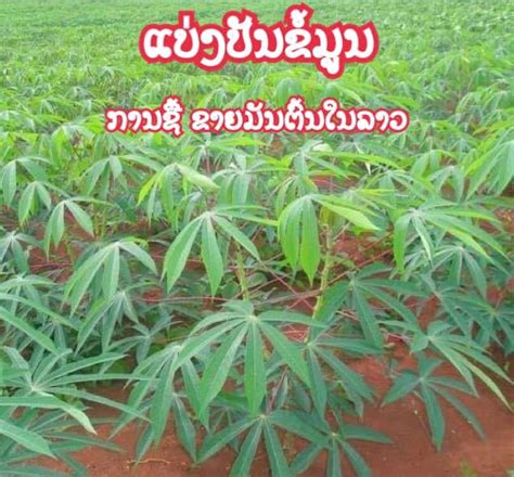 ກຸ່ມປູກມັນຕົ້ນໃນ ສປປ ລາວ