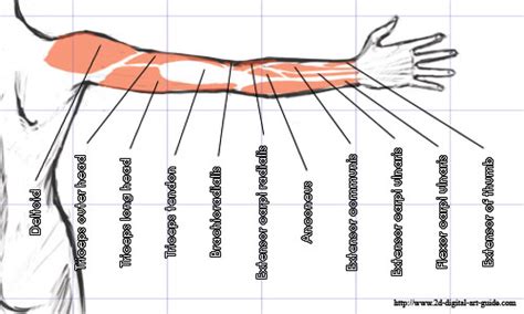 Diagram Upper Arm Tendons And Ligaments Diagram Mydiagramonline
