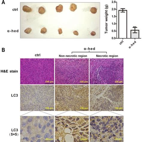 Effect Of Gastrodin Gstd And Dexamethasone Dex On Osteogenic