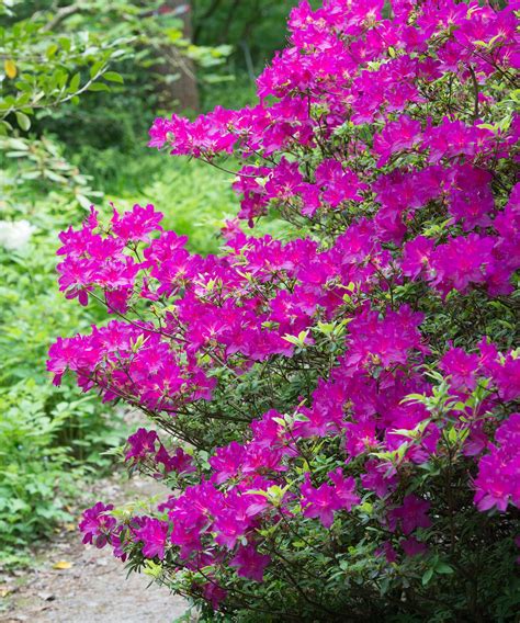 Flowering Shrubs Partial Shade Uk