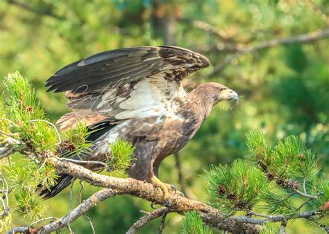 Juvenile Bald Eagle 002 Clo Consulting