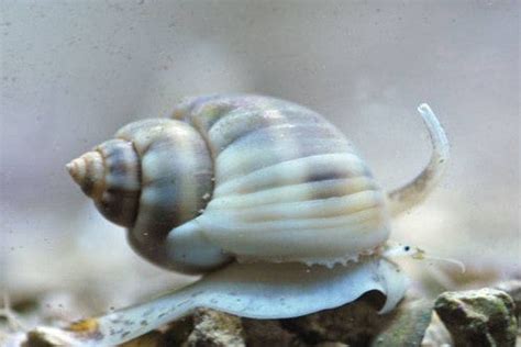 Nassarius Snail Violet Aquarium