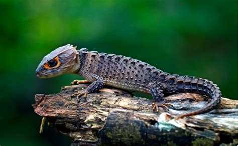かっこいい爬虫類、アカメカブトトカゲの特徴と飼育方法！値段や繁殖方法、水場を準備しよう。 Woriver Cani Animali