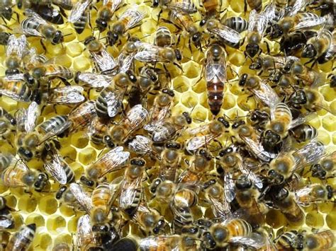 Importanta Albinelor Pentru Ecosistem Si Cum Le Putem Proteja