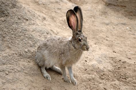 Rabbit Or Hare Wild View