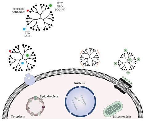 Dendrimers Integration In Cancer Imaging And Theranostics