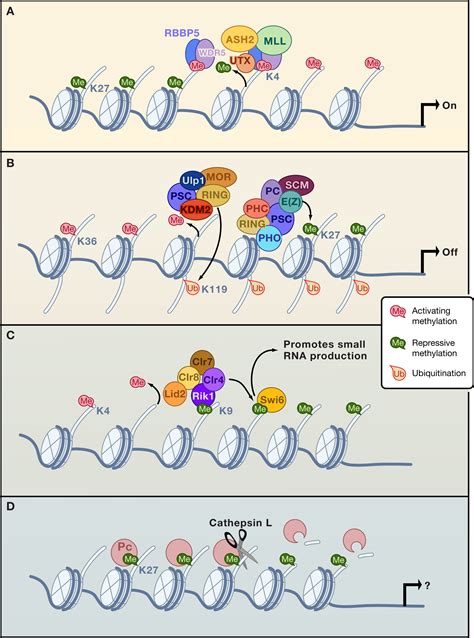 Histone Methylation Gene Expression