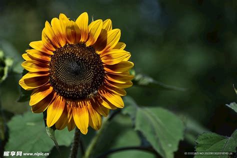 向日葵摄影图 花草 生物世界 摄影图库 昵图网
