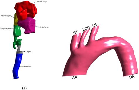Figure 1 From Moving Deforming Mesh Modeling Of Human Organ Systems