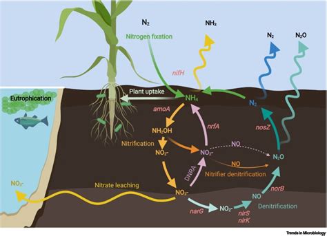 Nitrogen Cycle Microbiology Class New Insights Into The Nitrogen Cycle