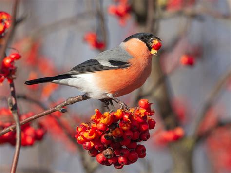 Passerine Hd Wallpapers Backgrounds