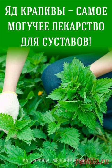 Яд крапивы — самое могучее лекарство для суставов! | Журнал для женщин ...