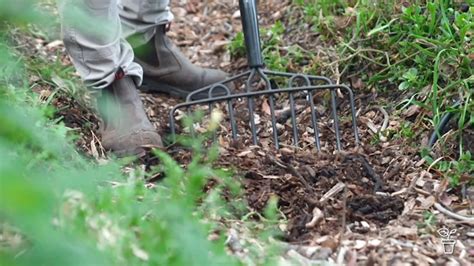 Pruning 101 Gardening Australia