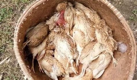 Cara Mencegah Dan Mengatasi Penyakit Puyuh Paling Efektif Suplemen