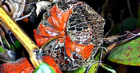Karen S Nature Photography Chinese Lantern Seed Pods Losing Orange Layers