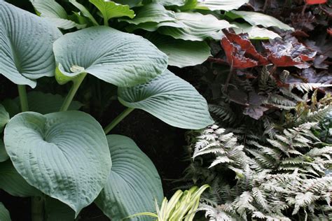 Must Have Low Maintenance Shade Plants