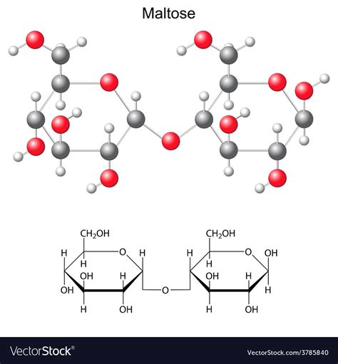 Structural Chemical Formula And Model Of Maltose Vector Image