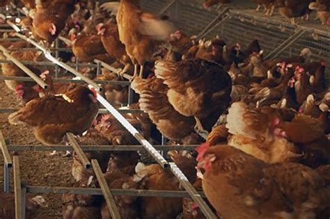Rspca Australia Celebrates Farm Animals Day Poultry World