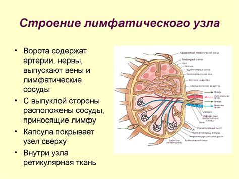 Где находятся бедренные паховые лимфоузлы у мужчин и женщин фото