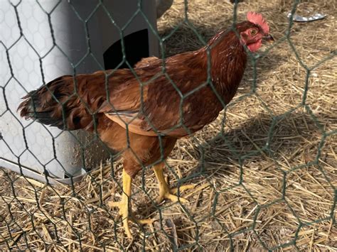 Pullets Or Cockerels What Do We Think Rbackyardchickens