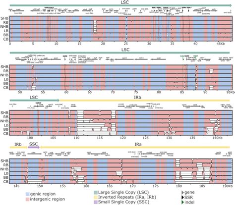 Multiple Sequence Alignment Of Vaccinium Chloroplast Genomes Performed Download Scientific