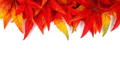 배경 화면 화려한 가을 이파리 추상 자연 빨간 분기 녹색 노랑 계절 무늬 주황색 조직 선명한 꽃잎