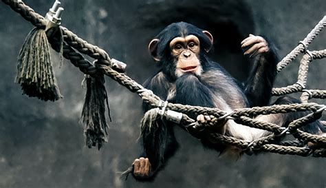 Nonhuman Primate Research — Eye Tracking Reveals Data Tobii