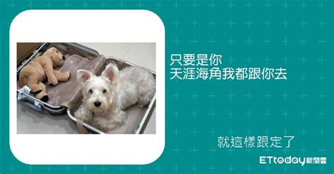 就這樣跟定你 貓奴狗僕 撩寵語錄 撩寵金句大募集 心動瞬間通通撩進心坎裡 Ettoday新聞雲