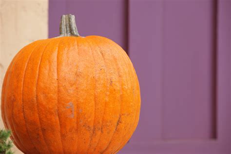 펌프킨 스쿼시 공장요 Cucurbita Pepo 0명에 대한 스톡 사진 및 기타 이미지 0명 10월 2015년 Istock