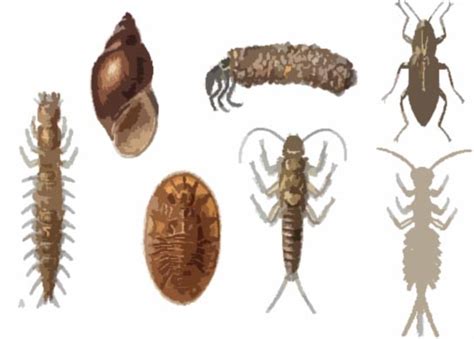Benthic Macroinvertebrates Poster Cutout Ogeechee Riverkeeper