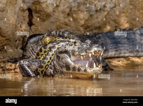 Cayman Caiman Crocodylus Yacare Vs Anaconda Eunectes Murinus