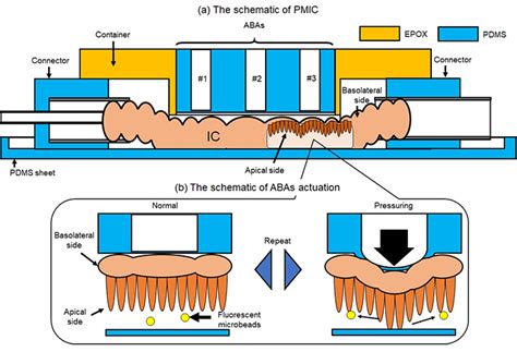 Researchers Illuminate Complex Flow Dynamics In Small Intestine Mirage News