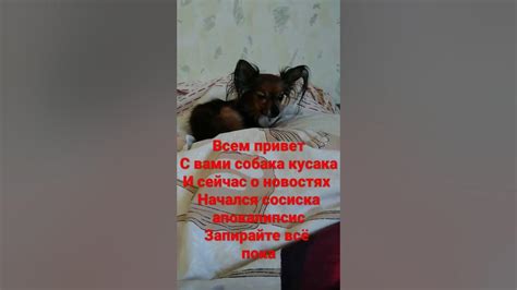 собака кусака - YouTube
