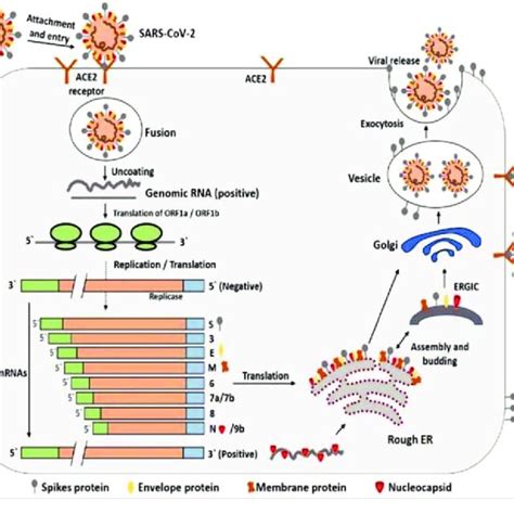 The Life Cycle Of Sars Cov In Host Cells After Receptor Binding The