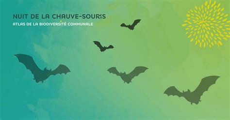 Nuit De La Chauve Souris Site Officiel De La Commune Darradon