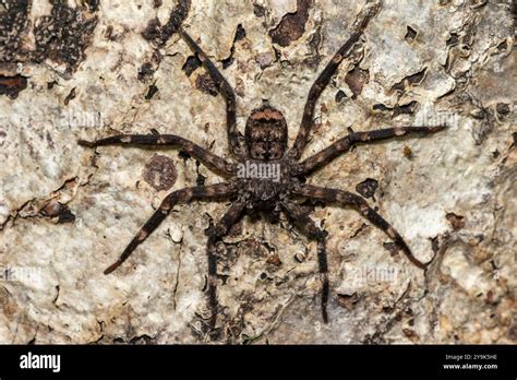 Flatties Selenopidae Also Called A Wall Crab Spider Or Wall Spider