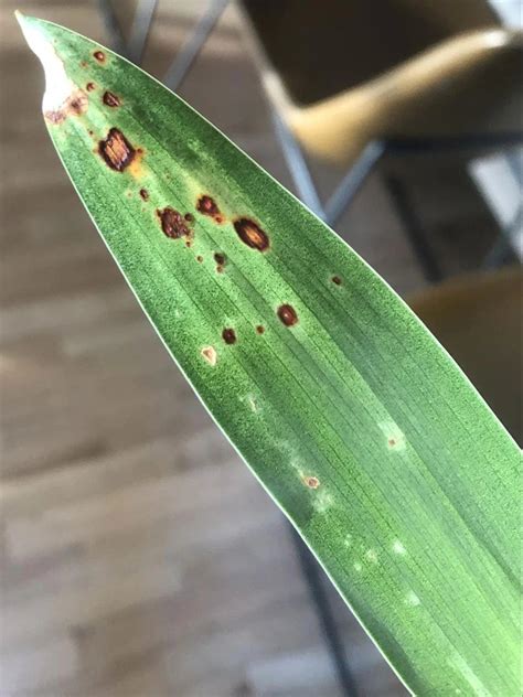 Bacterial And Fungal Leaf Spot Plant Care Blog Plantshopme